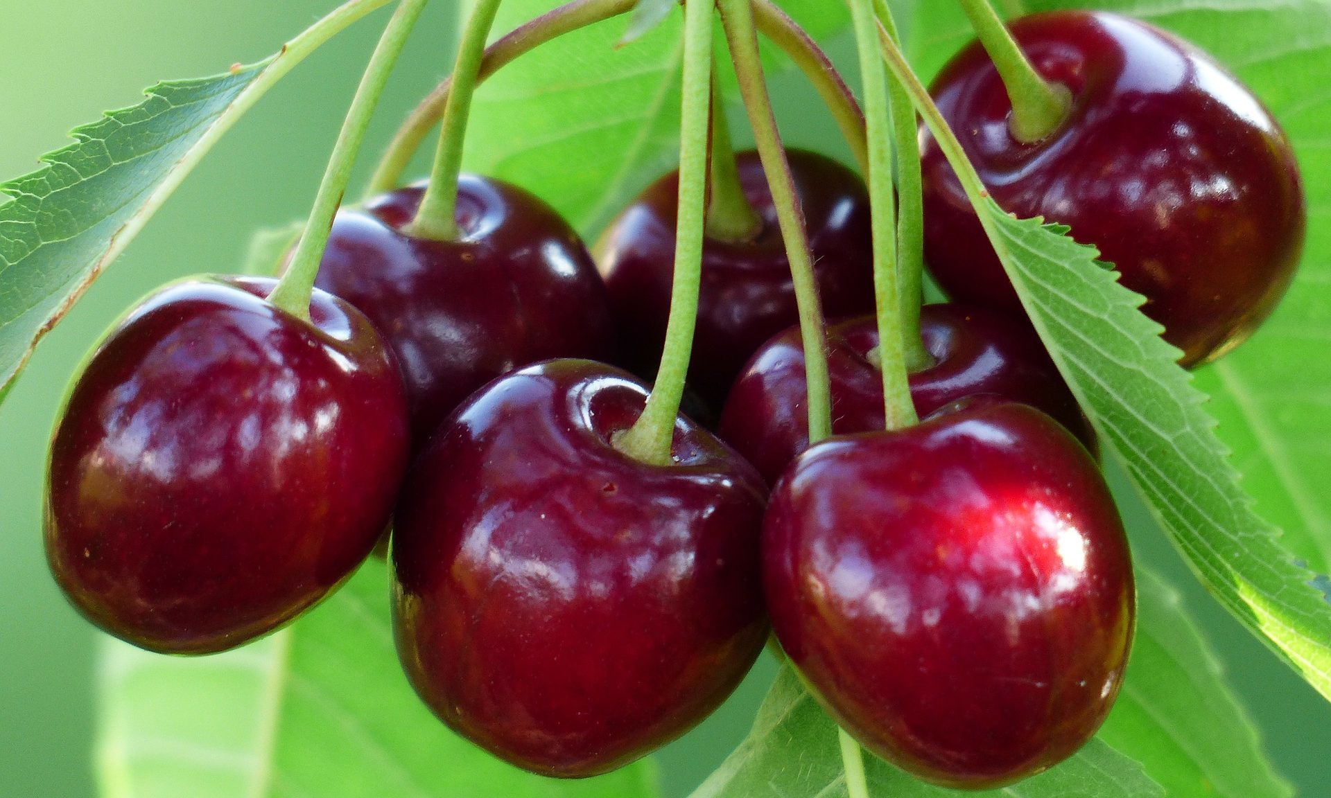 Kirsche - Essen Wissen Stiftung Eildermann